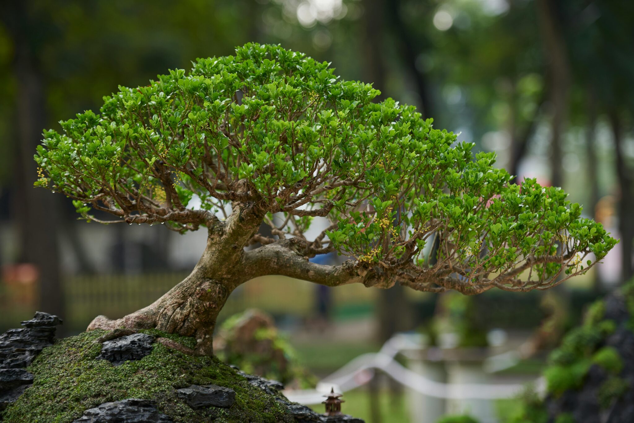 Japanese Bonsai Master Responds to Theft With Care Instructions to Save ...