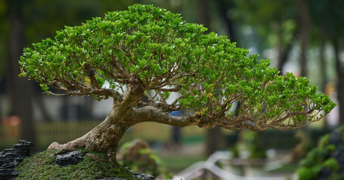 Japanese Bonsai Master Responds to Theft With Care Instructions to Save a 400-Year-Old Tree ...