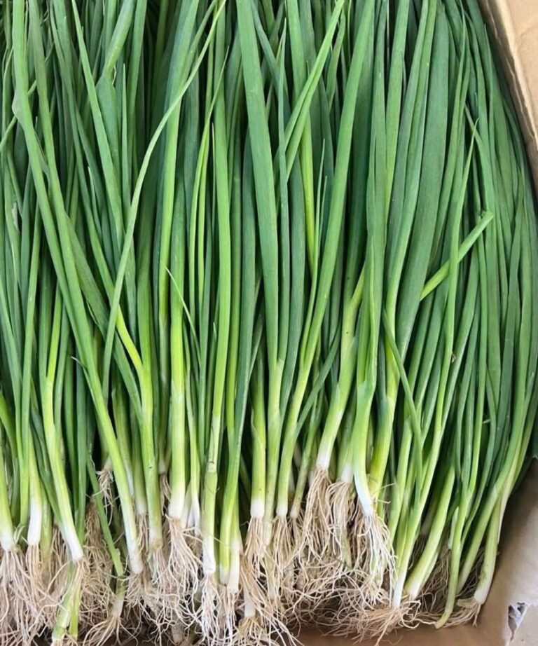 Scallions: The Everyday Vegetable With Powerful Health Benefits - Hasan ...