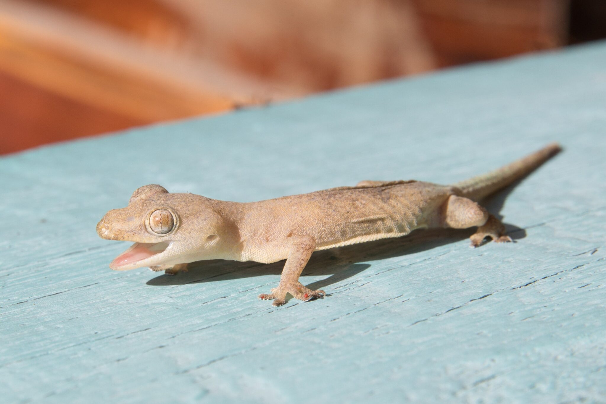 Nature’s Secret Messengers: The Symbolic Power of Owls, Lizards, and ...