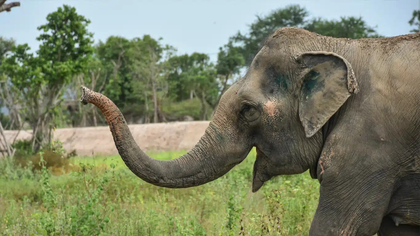 Blind elephant takes first steps to freedom after a lifetime of abuse ...