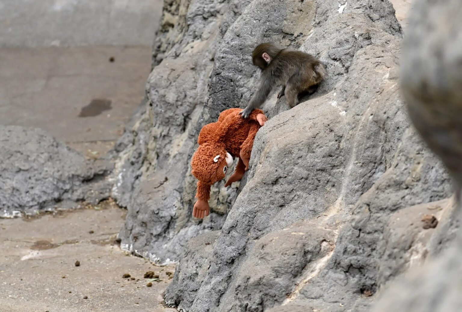 Punch the monkey update given by zoo following concerns over his ...