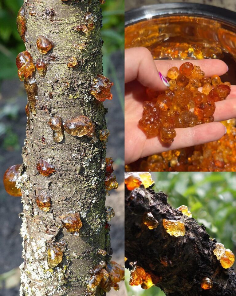 The Power of Peach Tree Resin (Tao Jiao): 15 Surprising Benefits and ...