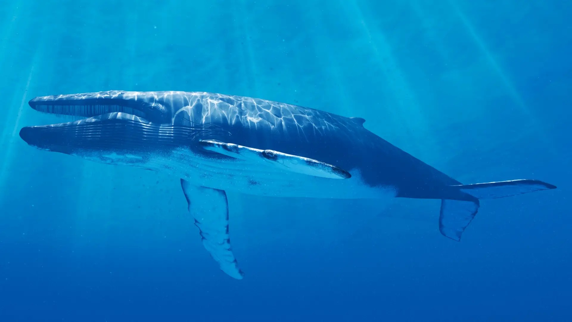 Why blue whales going silent is a terrifying warning for humanity ...