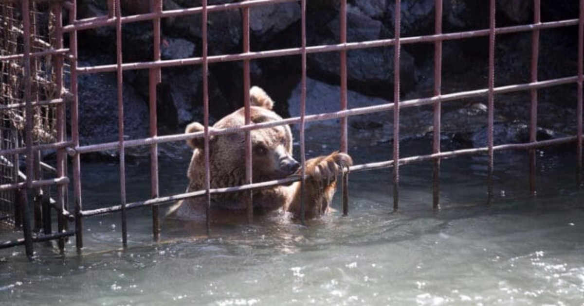 After 10 years in a tiny cage, bears take their first steps toward ...