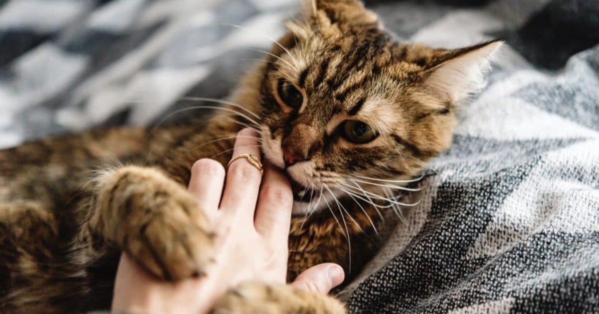 If Your Cat Bites You, Here’s What It Really Means - Hasan Jasim