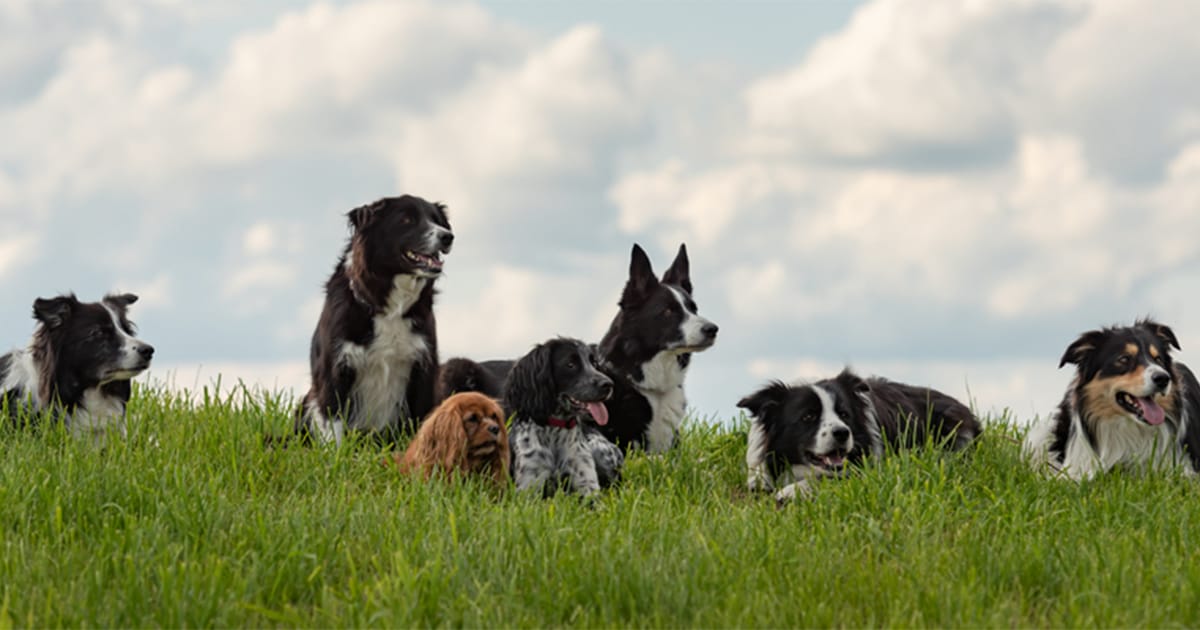 Seven dogs go viral after escaping abduction - Hasan Jasim