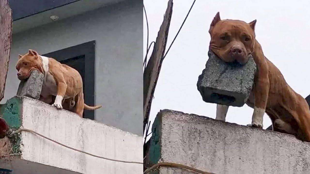 Man Arrested After Dog Allegedly Trained To Throw Bricks At Visitors ...