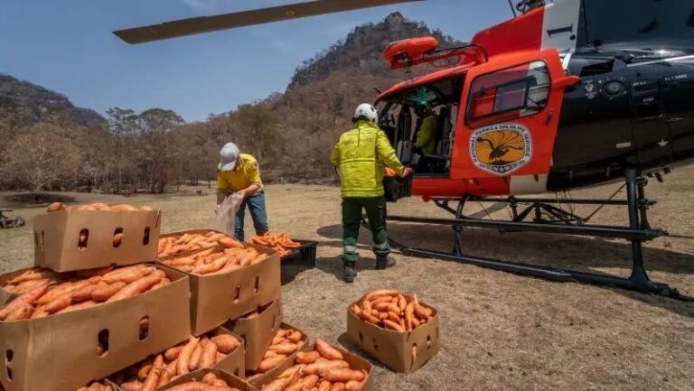 Helicopters Drop Food from the Sky as Australia’s Wildlife Faces Post ...