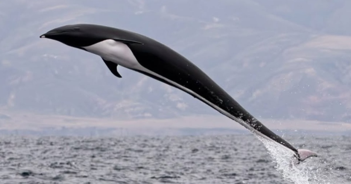Rare Dolphin Species Without Dorsal Fin Spotted in North Pacific Waters ...
