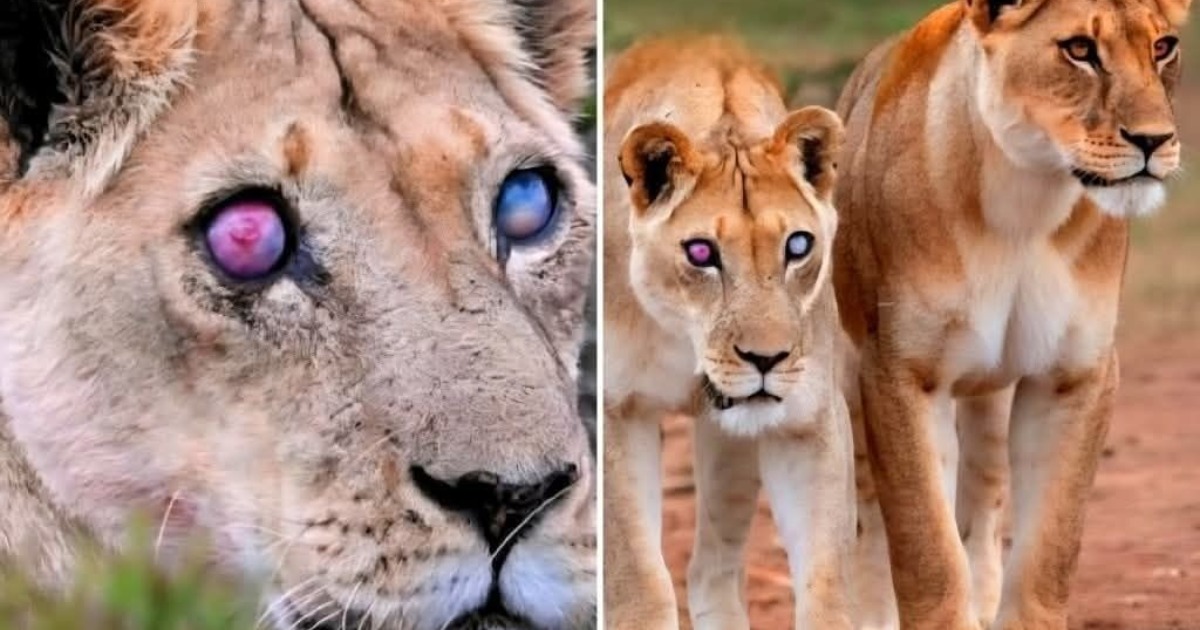 Blind Lioness Survives in the Wild with Help from Her Daughters - Hasan ...