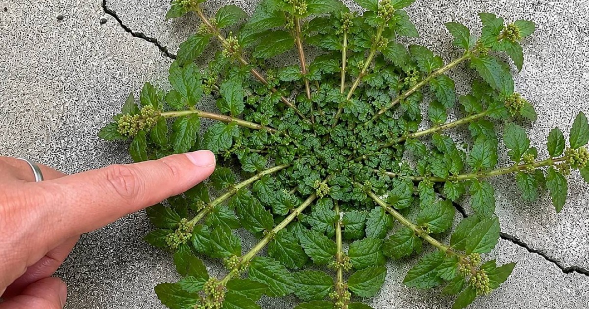 Just one leaf of this plant is worth a gold mine! - Hasan Jasim