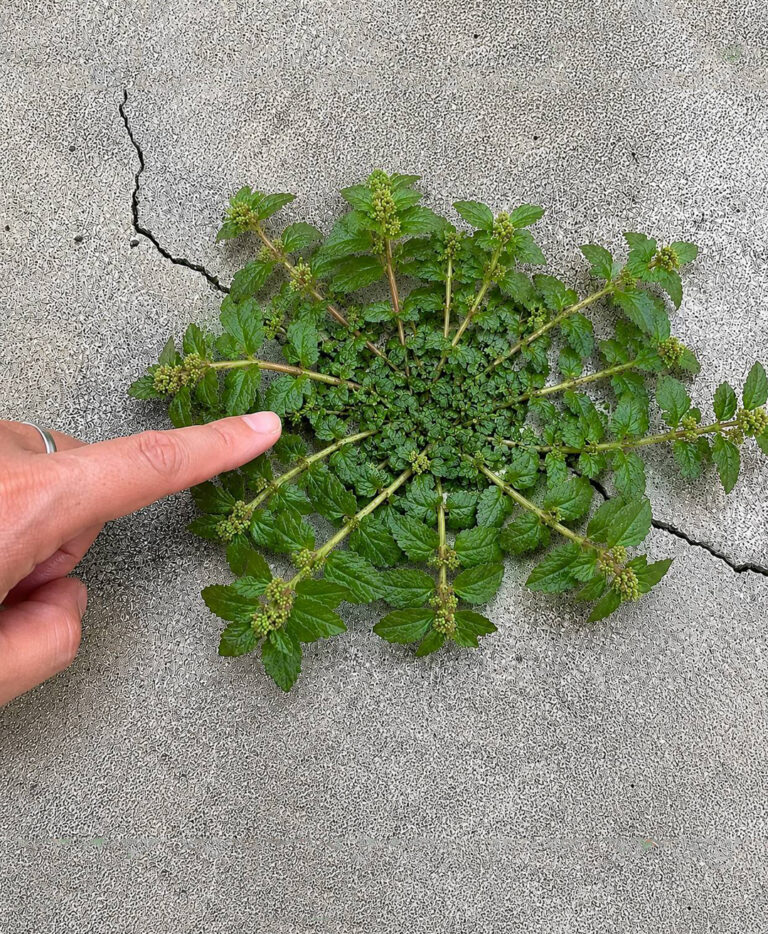 Just one leaf of this plant is worth a gold mine! - Hasan Jasim