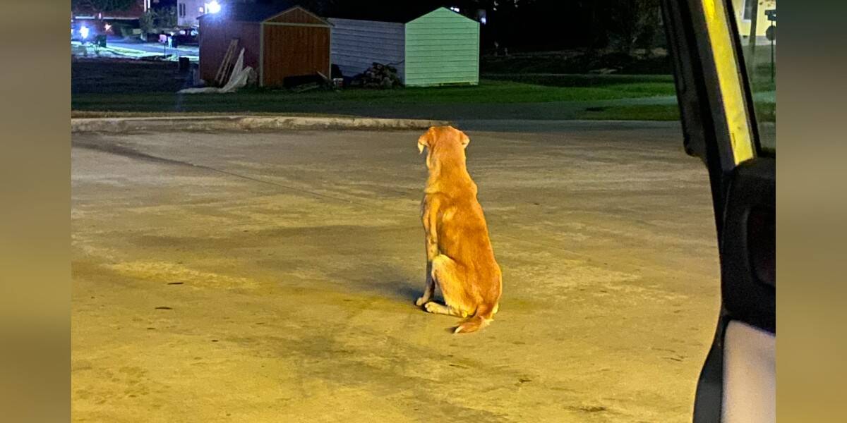 Dog Dumped Outside Dollar Tree Wouldn’t Stop Waiting For His People To ...