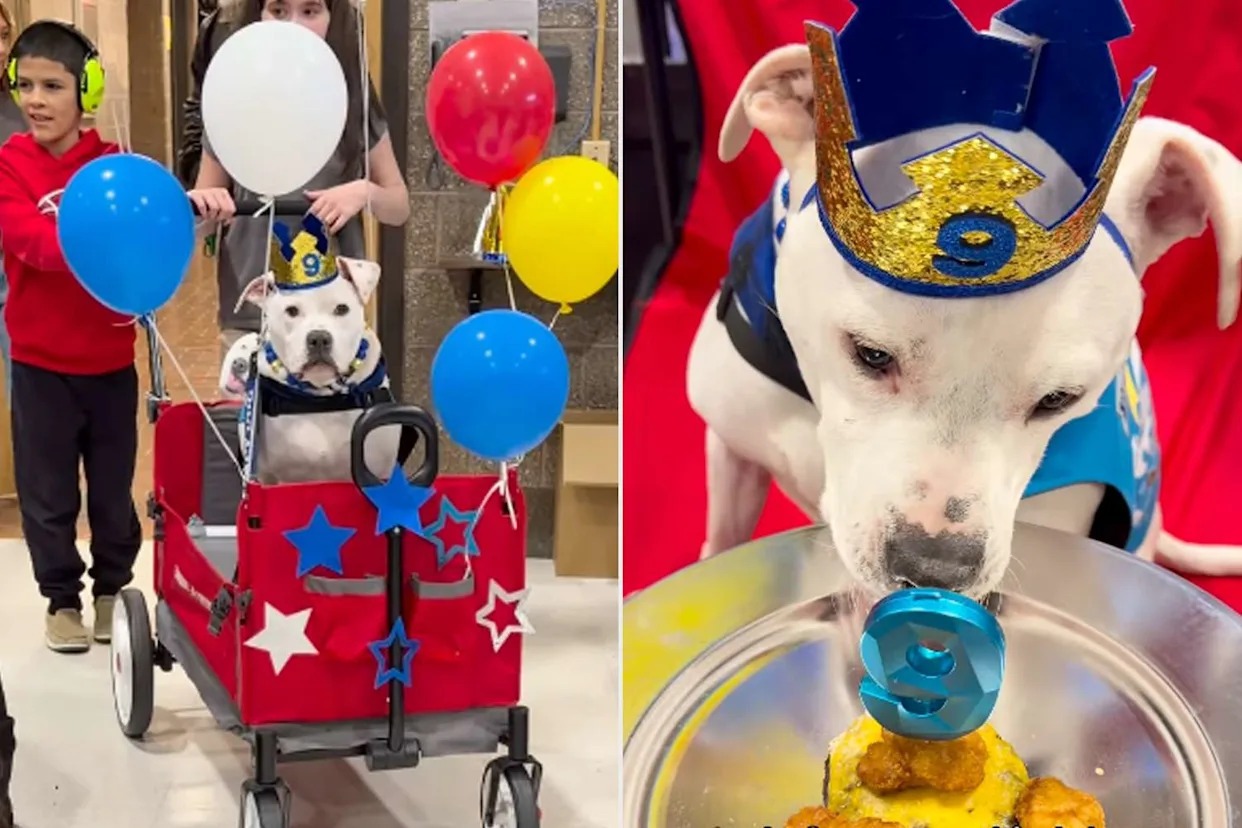 Students Learn Sign Language To Celebrate Deaf Therapy Dog’s Birthday ...