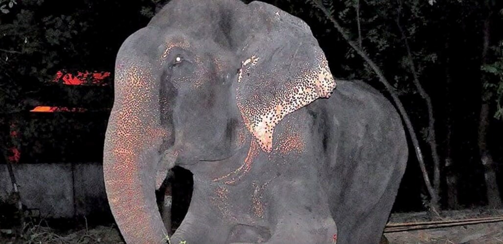 Elephant has been chained his whole life - Hasan Jasim