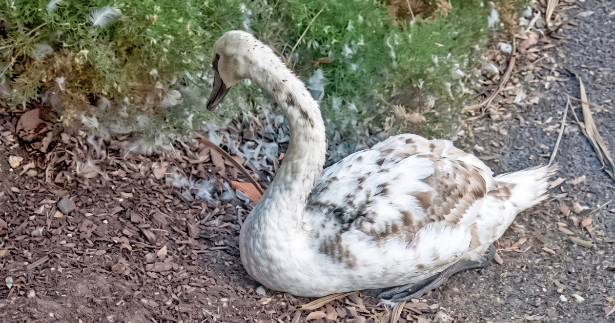Gang of Children Brutally Attack Swan to Death in Shocking Act of ...