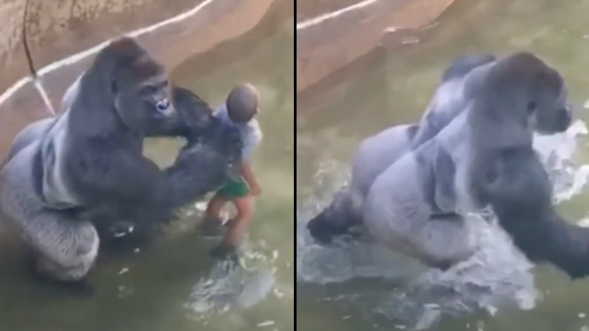 Question everyone has about why Harambe was killed has been answered ...